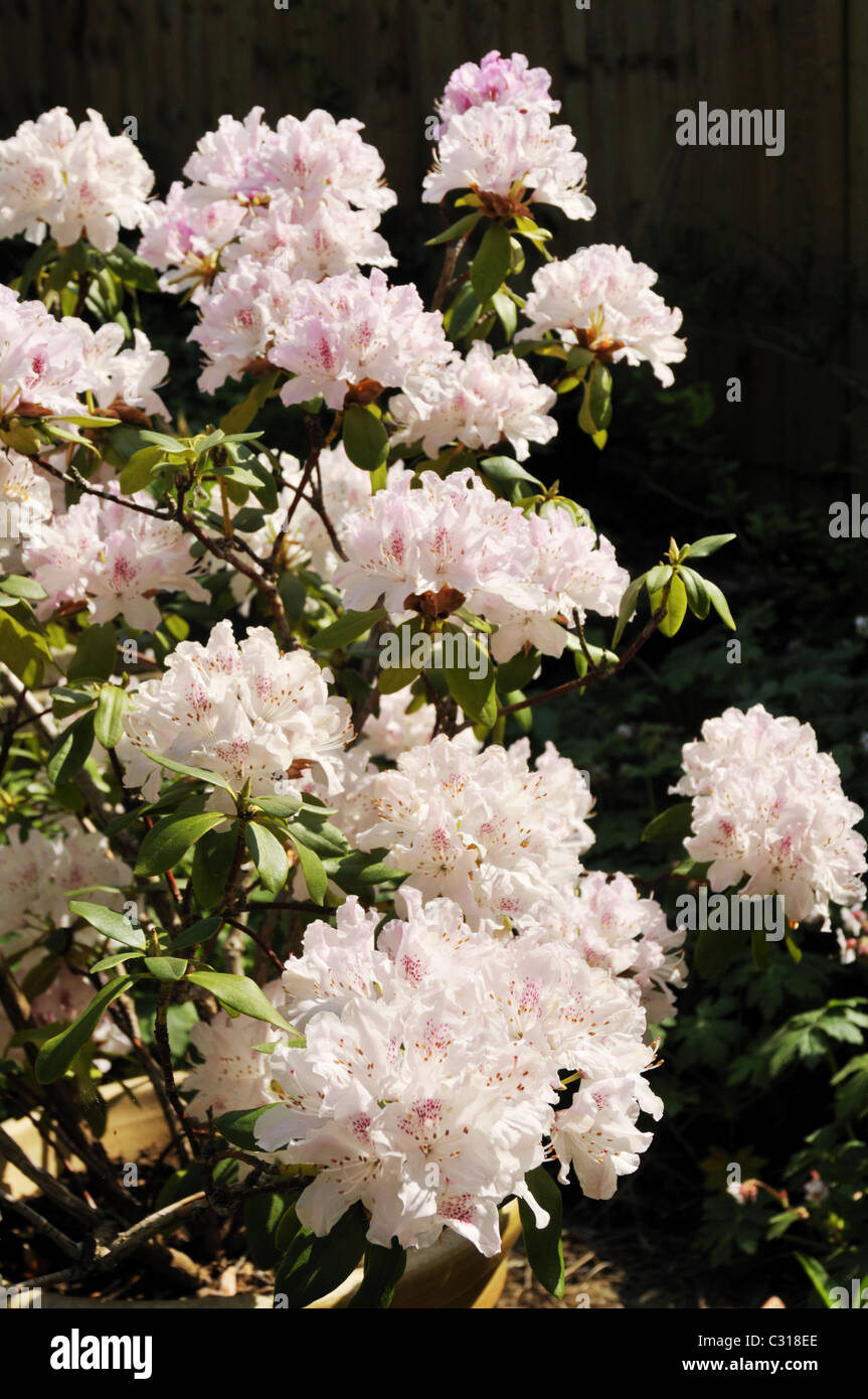 Rhododendron rhododendrons hi-res stock photography and images - Alamy