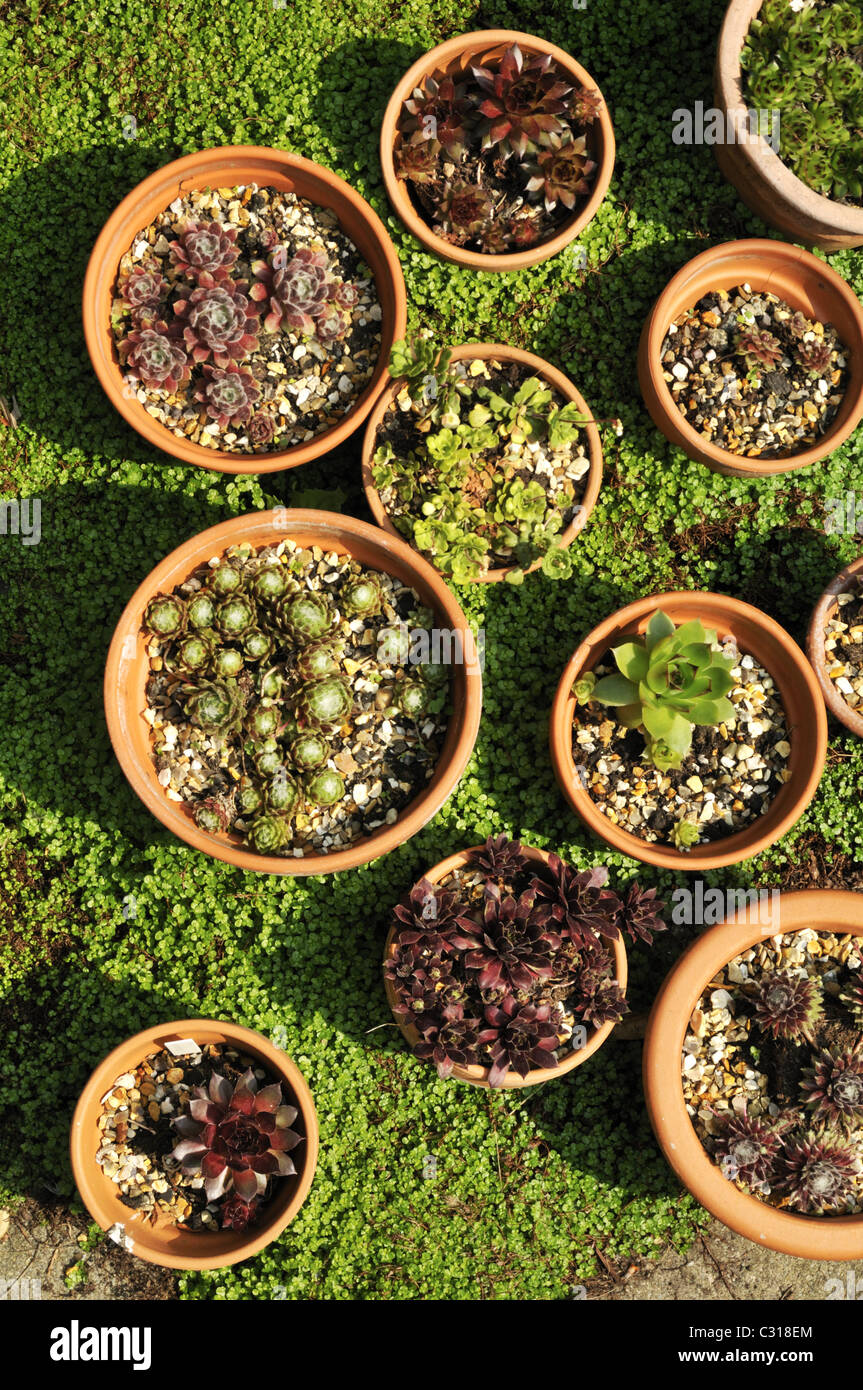 Houseleek in terracotta pots amongst Mind-Your-Own-Business in a ...