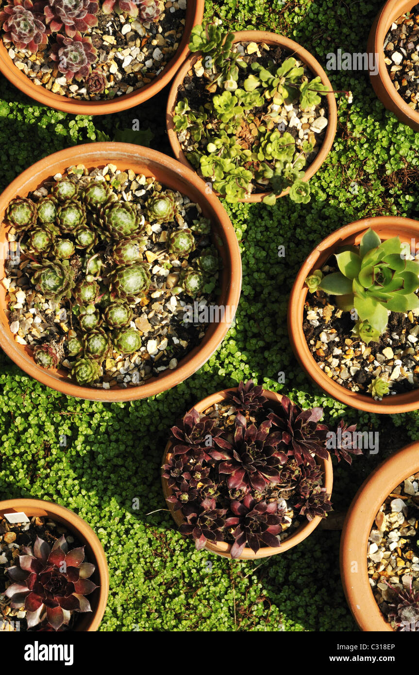 Sempervivums sempervivum uk hi-res stock photography and images - Alamy