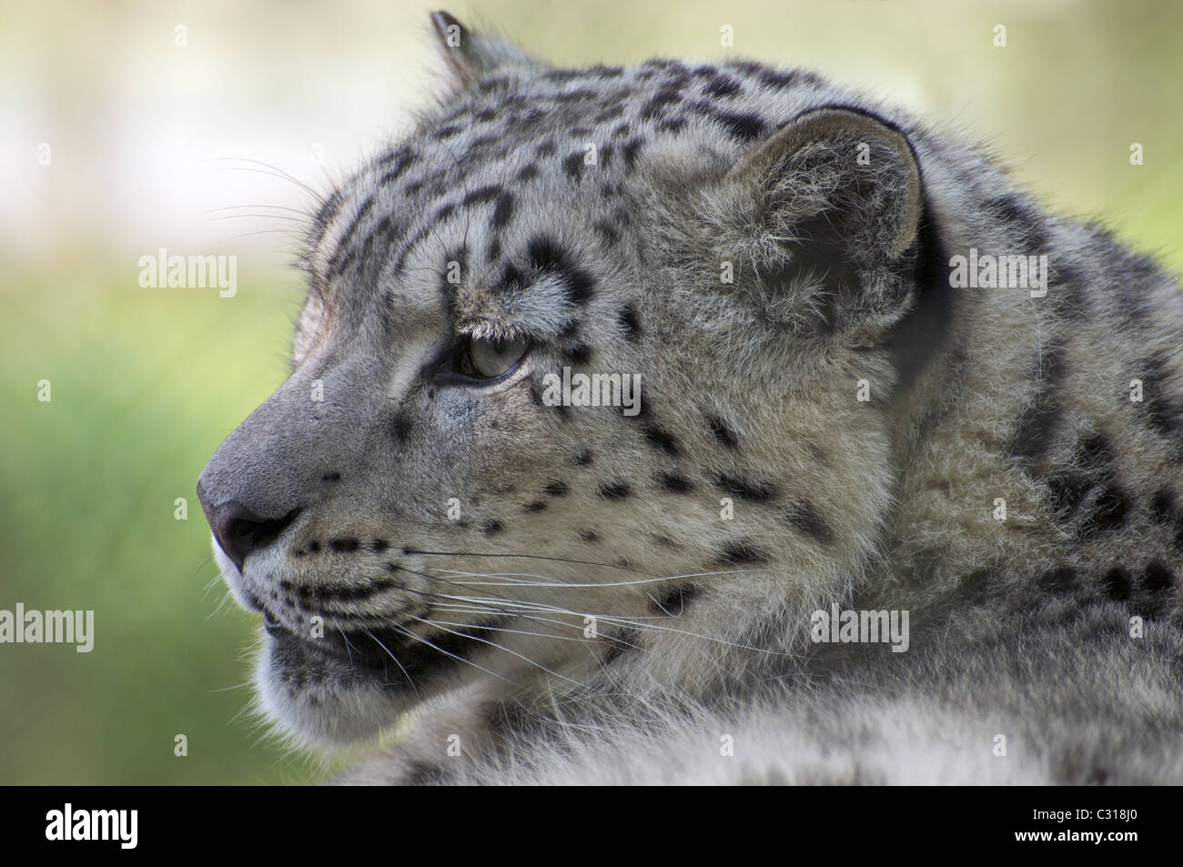 Female snow leopard (profile Stock Photo - Alamy