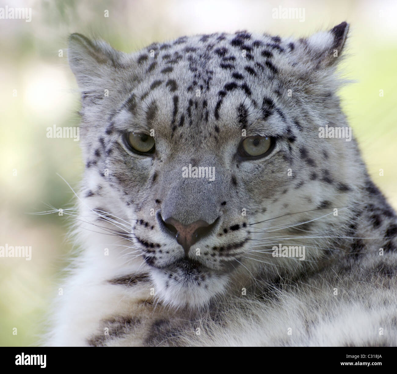 Female snow leopard hi-res stock photography and images - Alamy