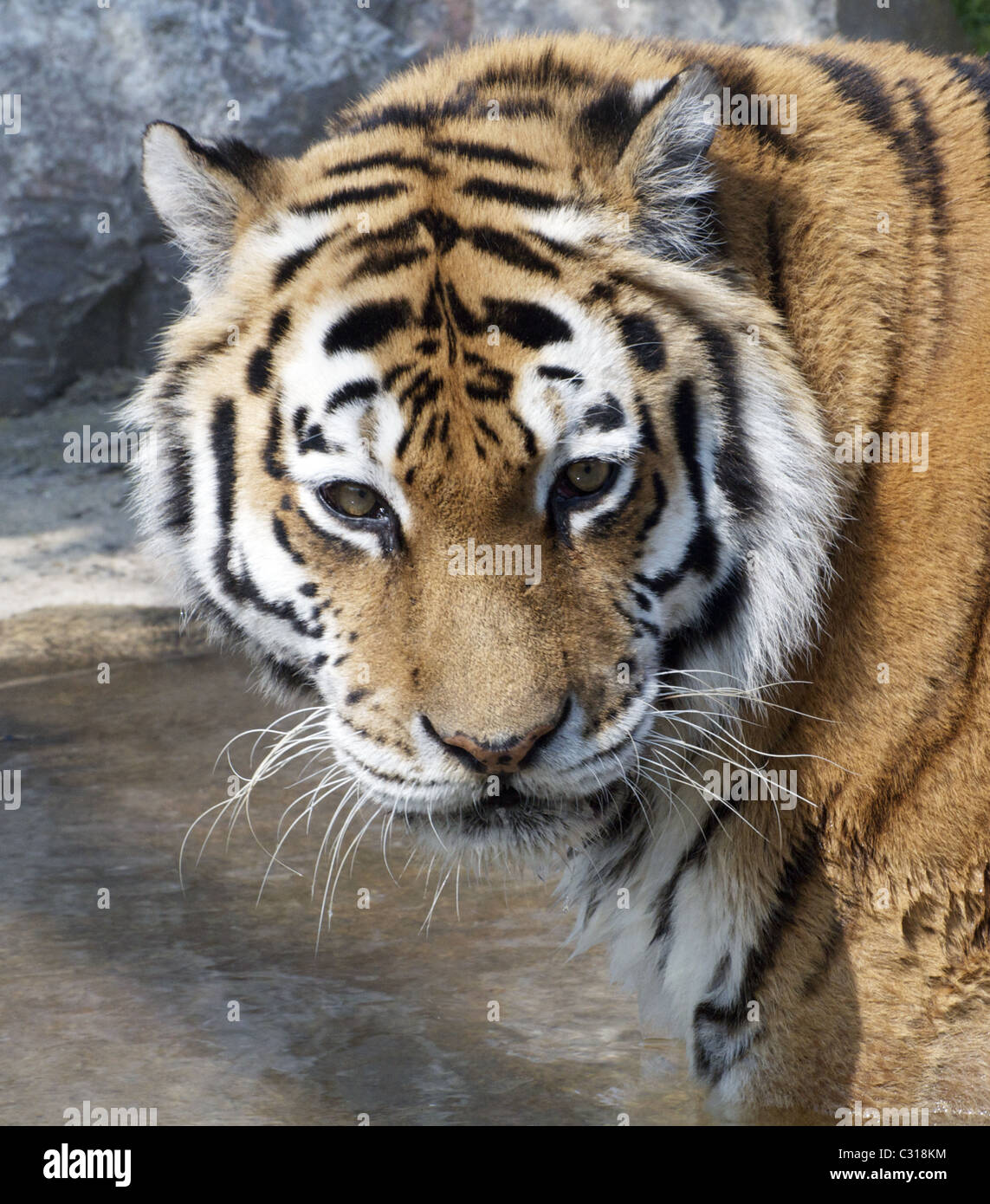 Female Amur tiger Stock Photo - Alamy