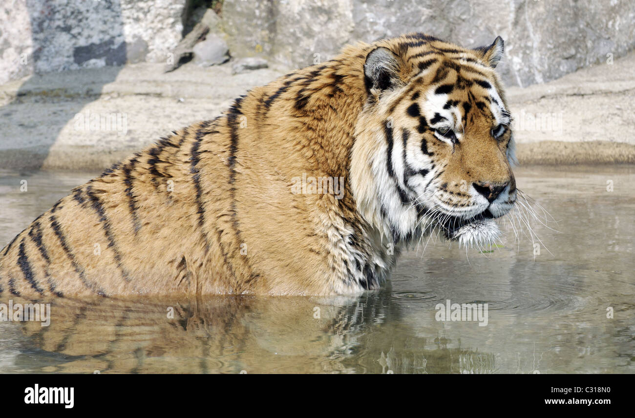 Bathing Tiger High Resolution Stock Photography and Images - Alamy