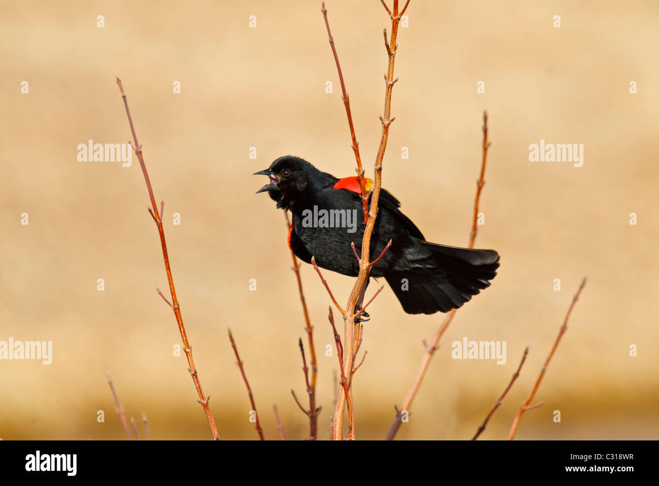 Redwing blackbird hi-res stock photography and images - Alamy