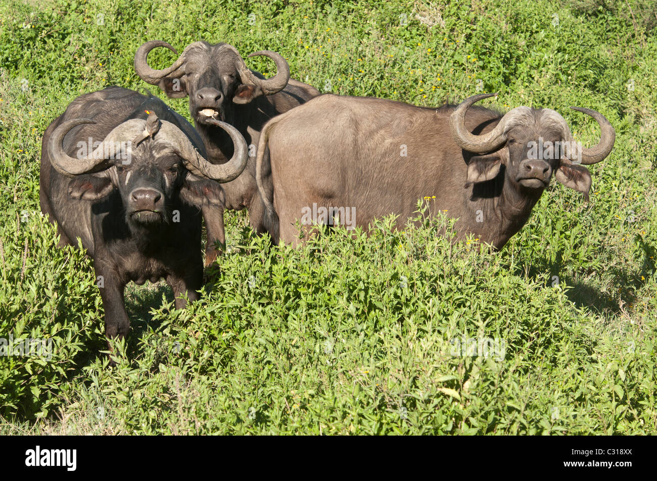 Male african buffalo african bull buffalo hi-res stock photography and ...