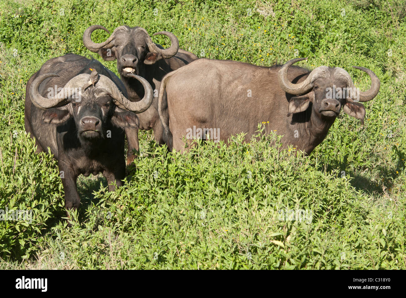Cape buffalo bull hi-res stock photography and images - Alamy
