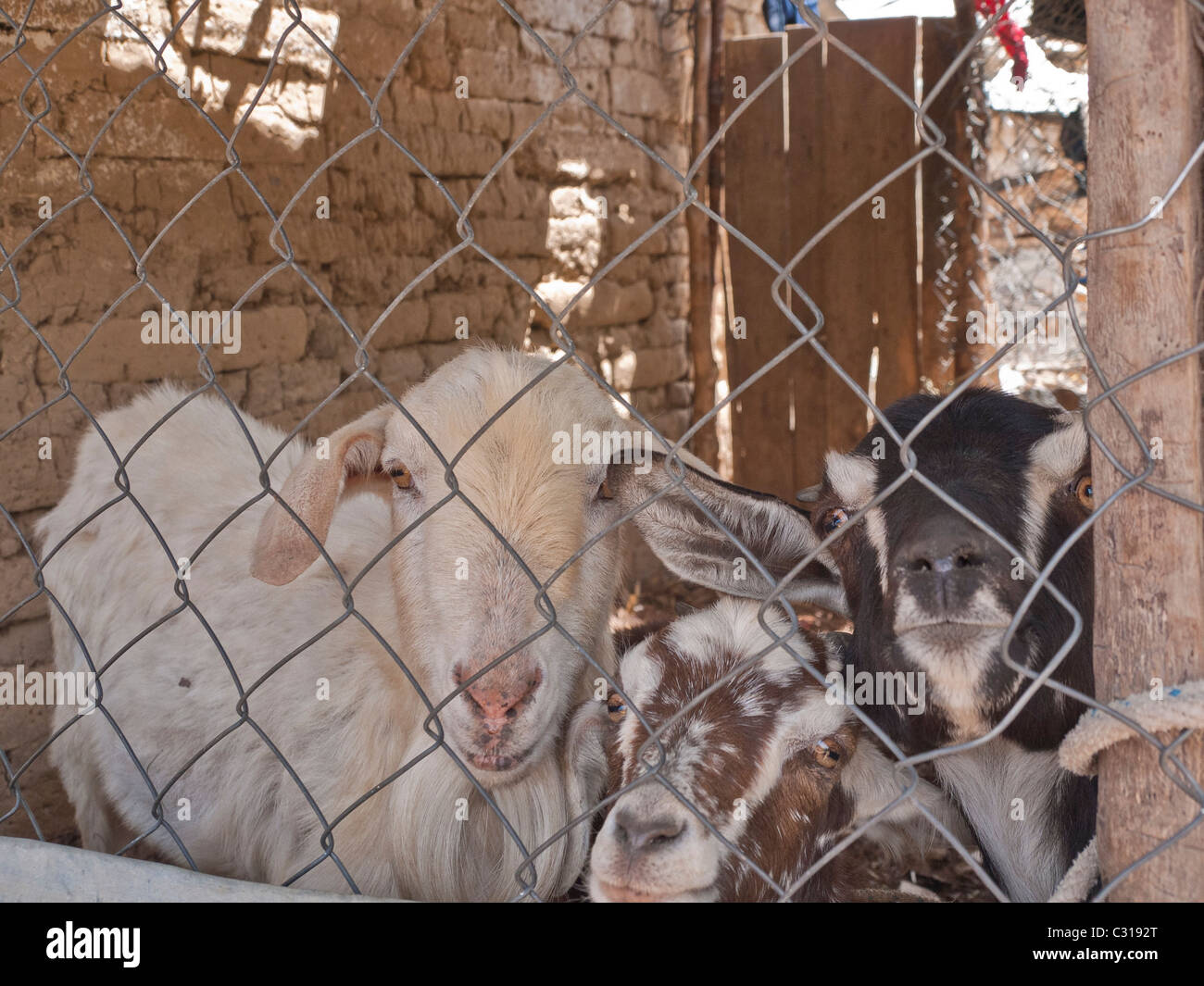 Goats in a pen attached to a house in Totonicapan, Guatemala that are ...