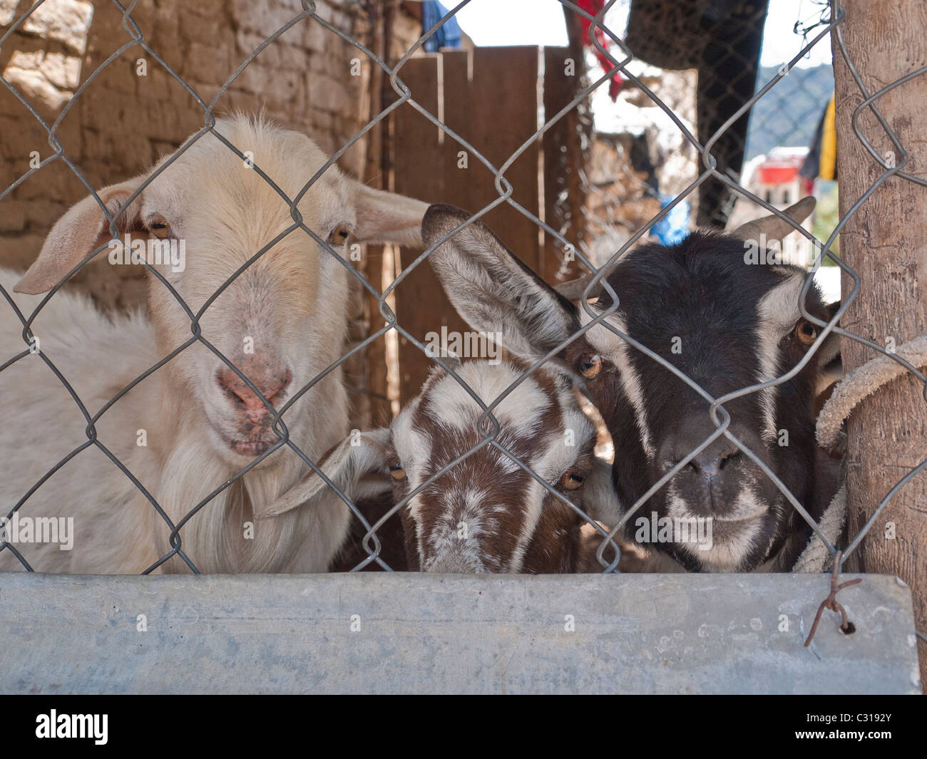 Goats in a pen attached to a house in Totonicapan, Guatemala that are ...