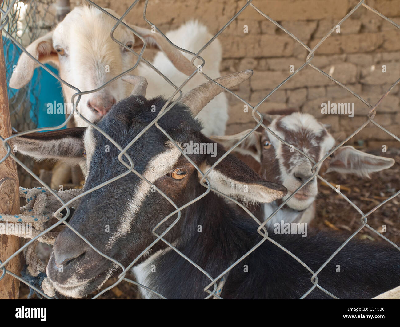 Goats in a pen attached to a house in Totonicapan, Guatemala that are ...