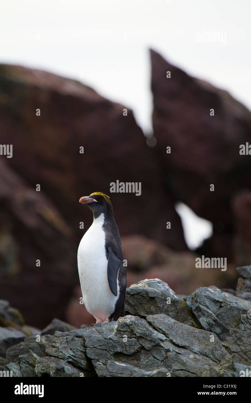 Sole macaroni penguin, Cooper Bay, South Georgia Island Stock Photo - Alamy
