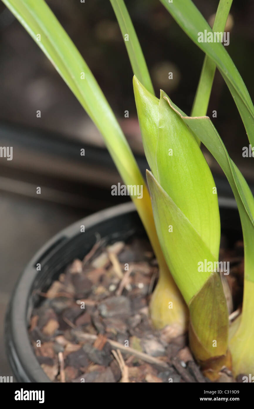 Orchid Spike High Resolution Stock Photography and Images - Alamy