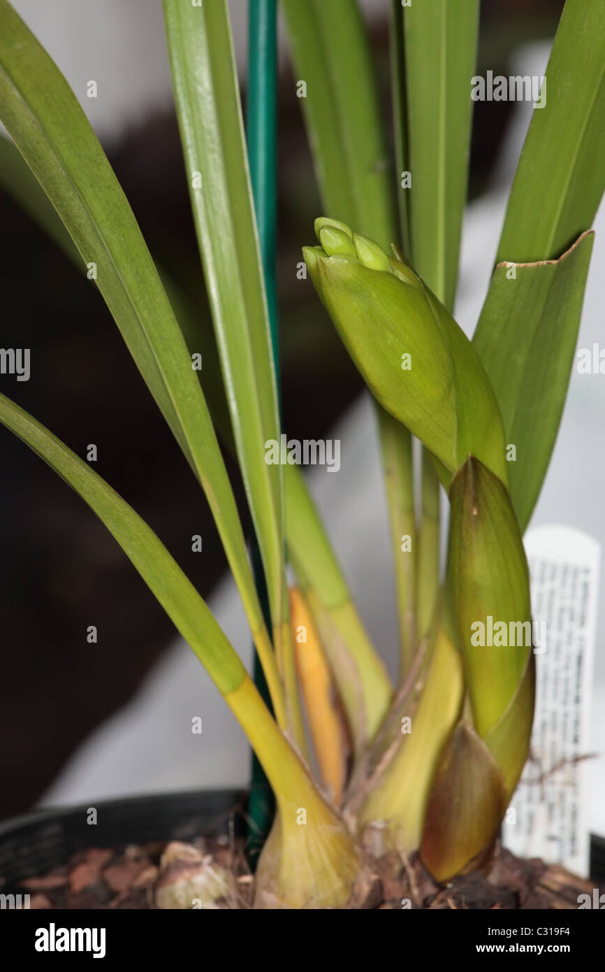 Orchid Spike High Resolution Stock Photography and Images - Alamy