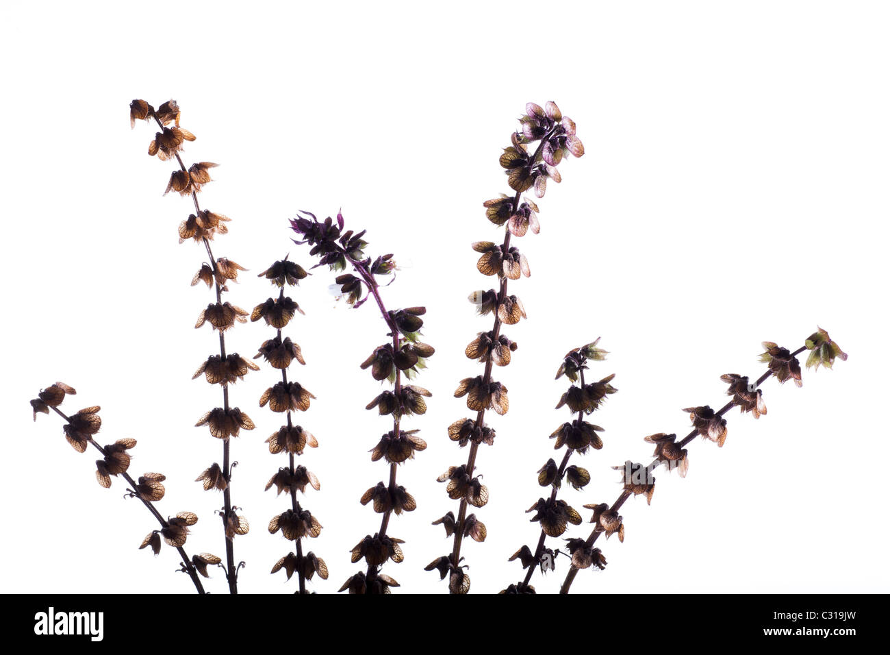 Basil flower sprig isolated on white background Stock Photo - Alamy