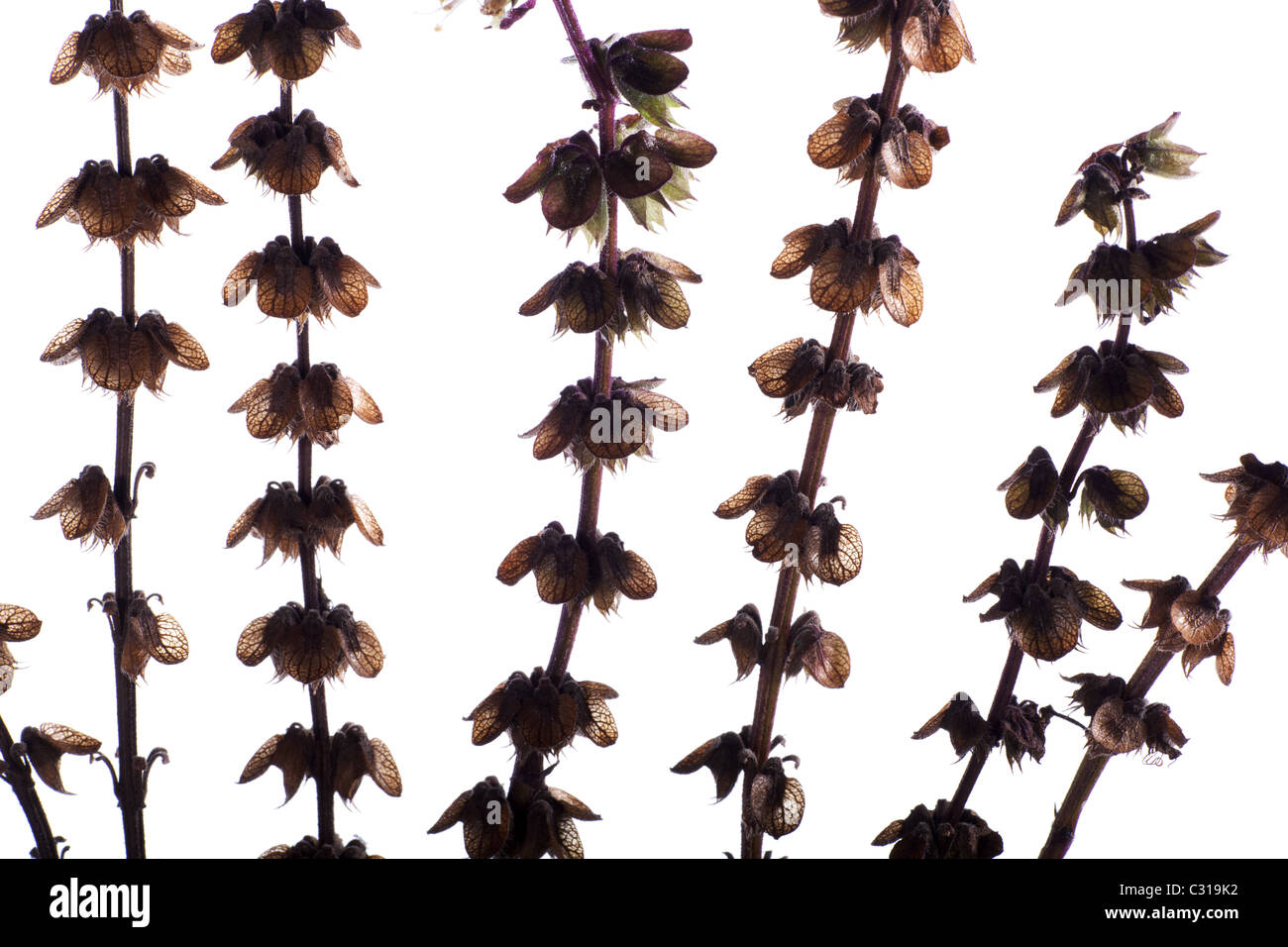 Basil flower sprig isolated on white background Stock Photo - Alamy