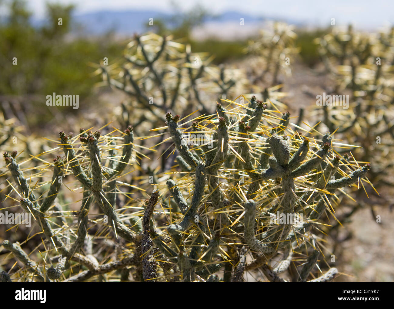 Pencil Cholla Cactus (Cylindropuntia ramosissima) - Mojave desert ...