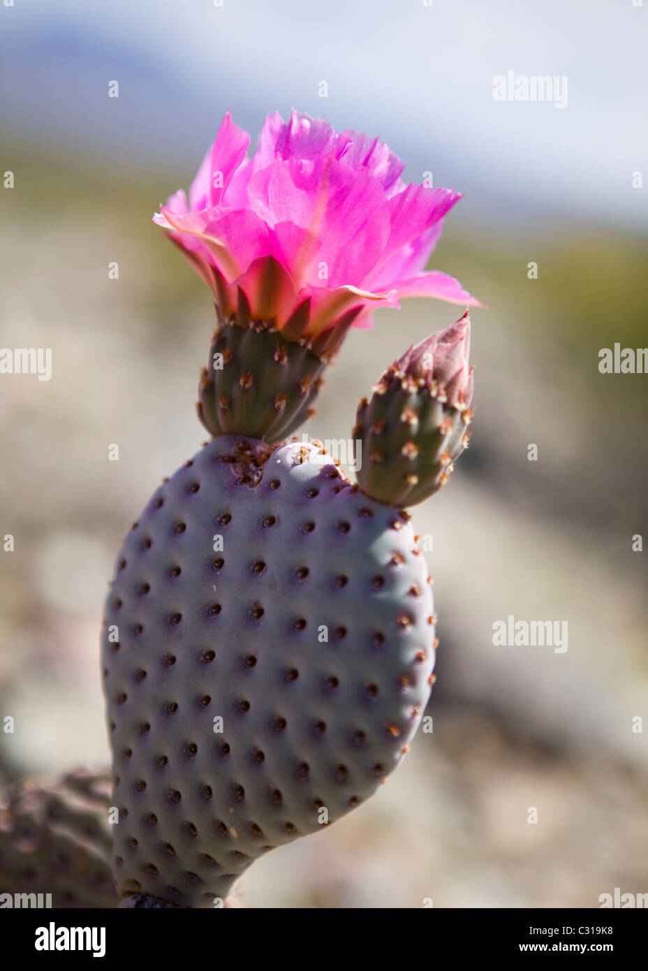 Mojave Desert Flowers High Resolution Stock Photography and Images - Alamy