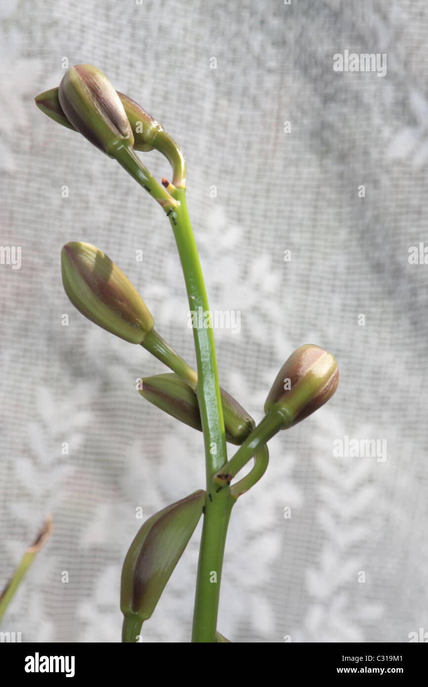 Orchid Flower in Spike Stock Photo - Alamy