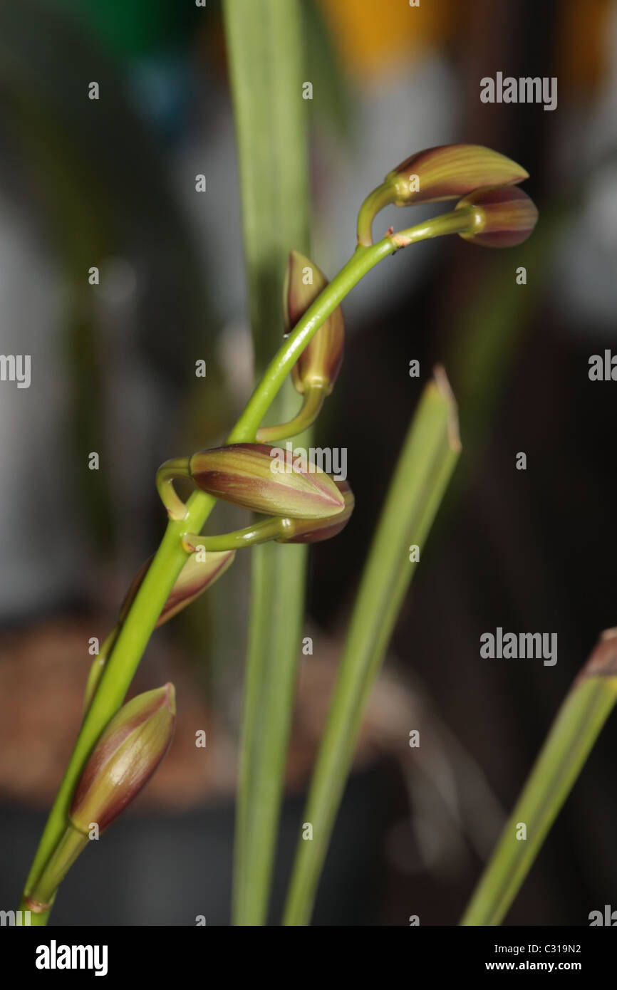 Orchid Flower Buds Stock Photo - Alamy