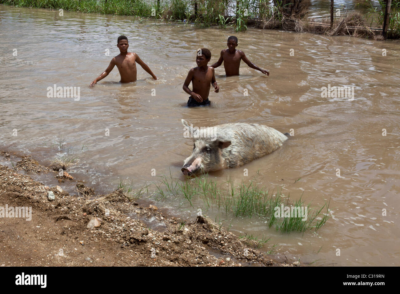 Catch the pig hi-res stock photography and images - Alamy