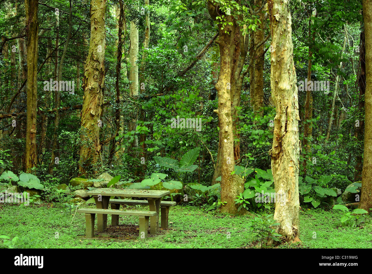desk and chair in the forest for rest Stock Photo - Alamy