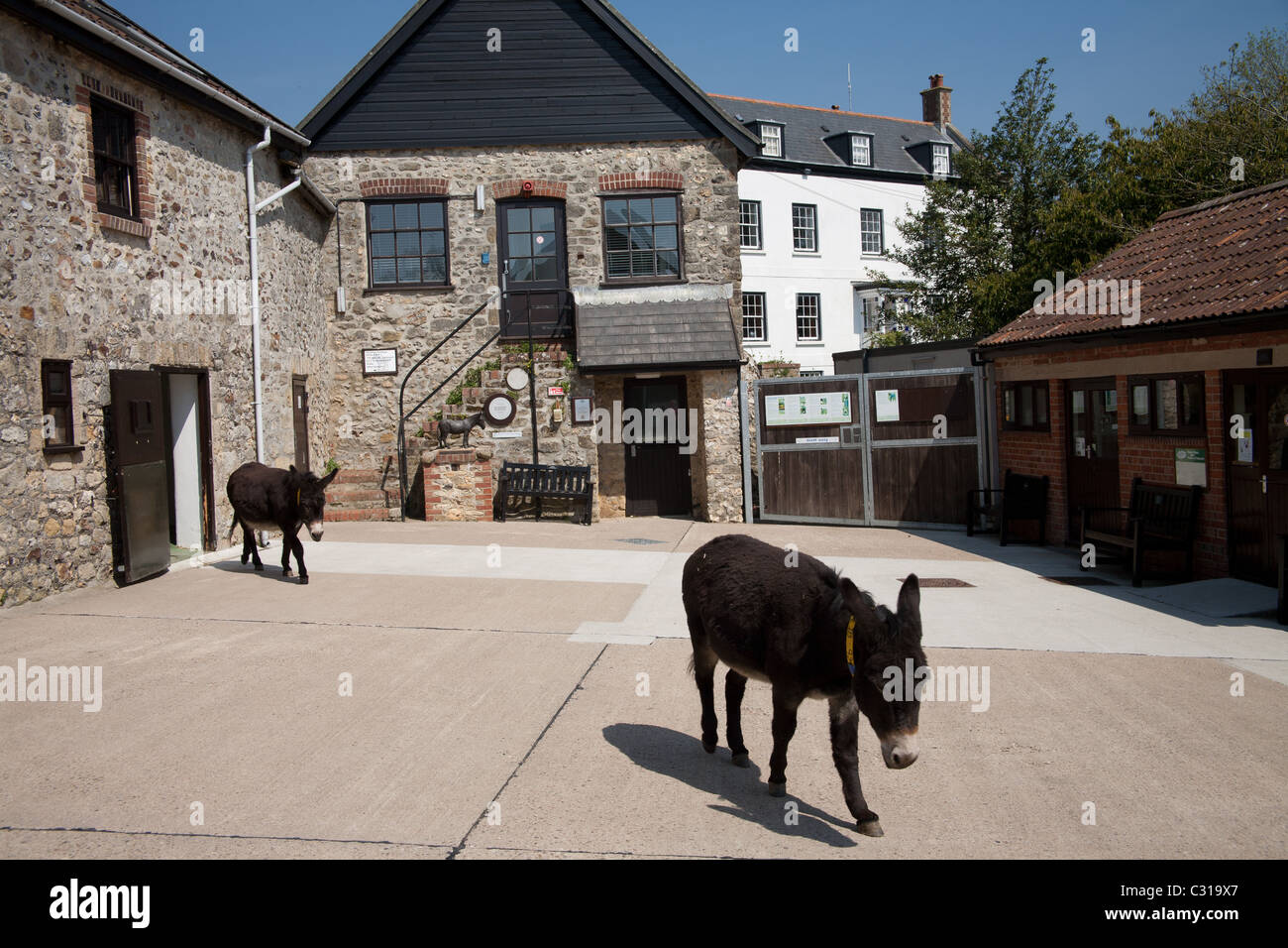 Donkeys at The Donkey Sanctuary which is a UK based charity working to ...