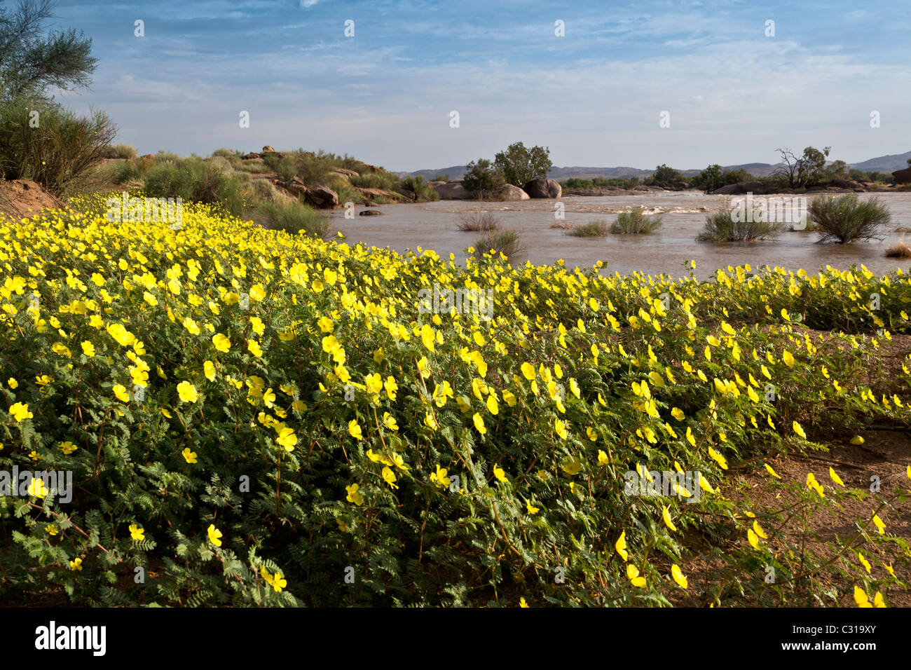 Kalahari After Rain High Resolution Stock Photography and Images - Alamy