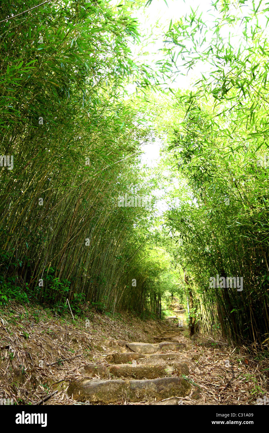 Bamboo avenue hi-res stock photography and images - Alamy