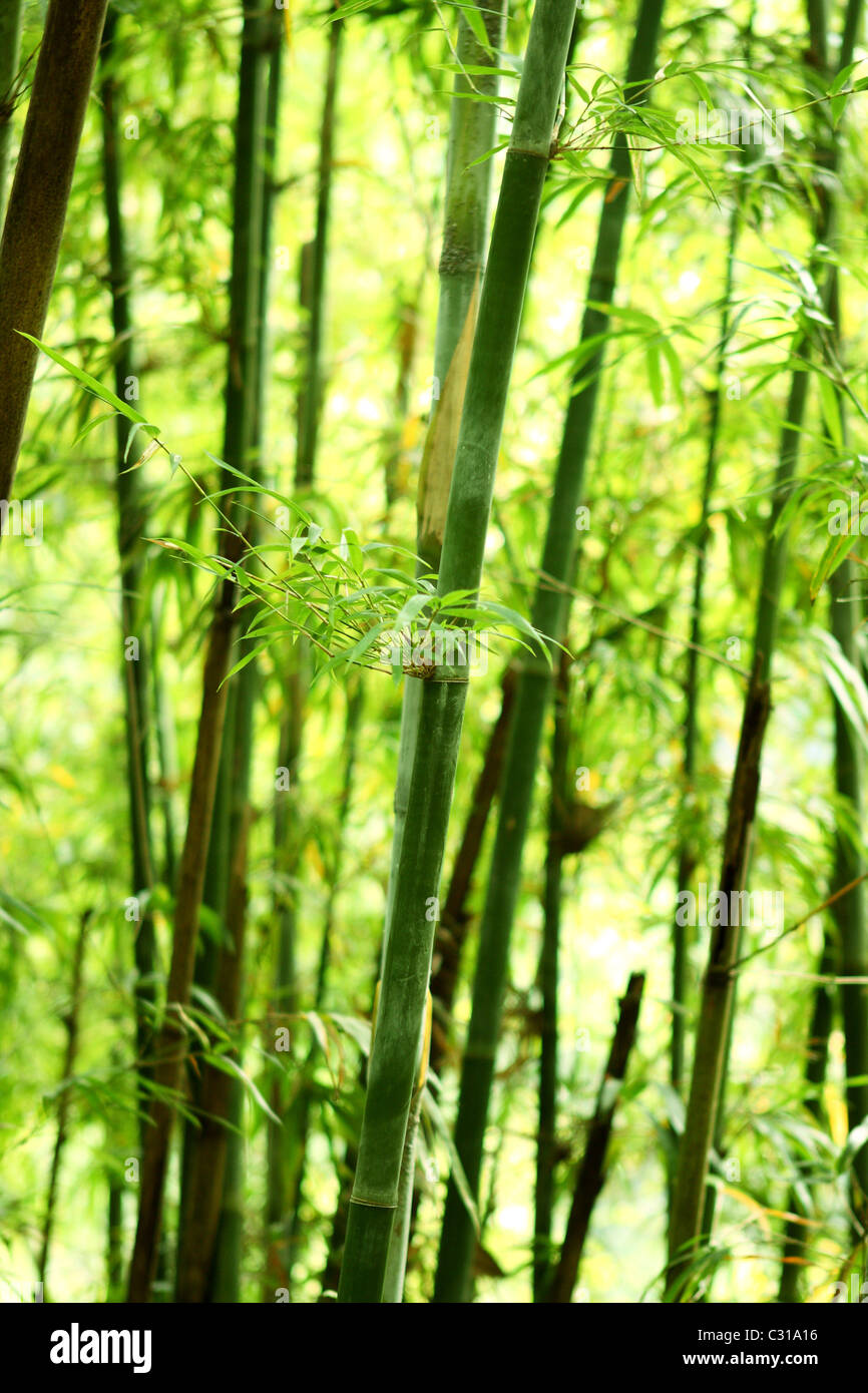 bamboo background in nature at day Stock Photo - Alamy