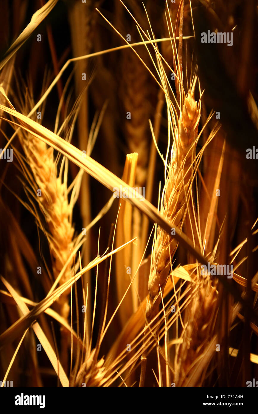 Growing rice on strong light , catch your eye Stock Photo - Alamy