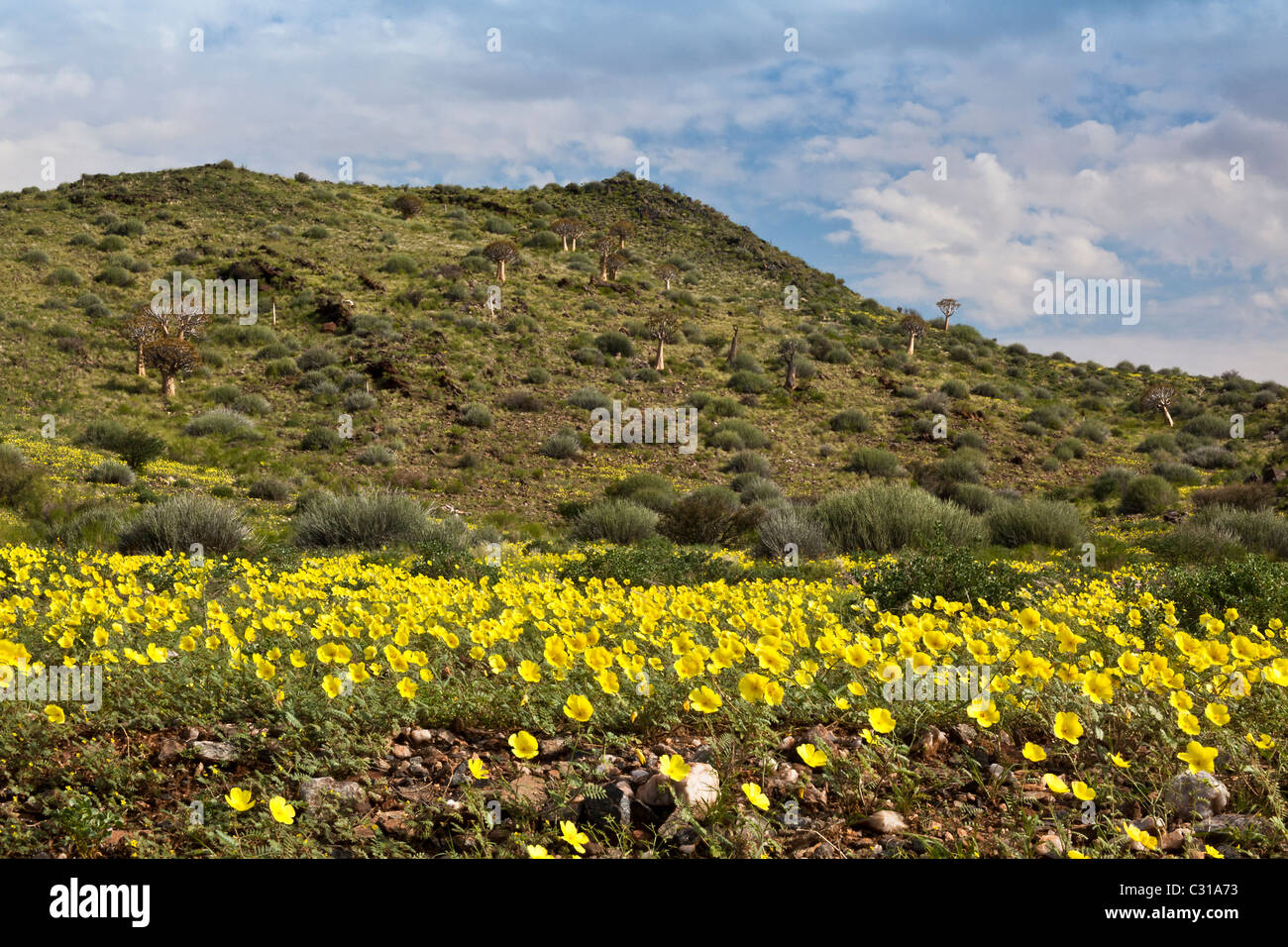Dubbletjie flowers bloom after rains in the Kalahari, Northern Cape ...