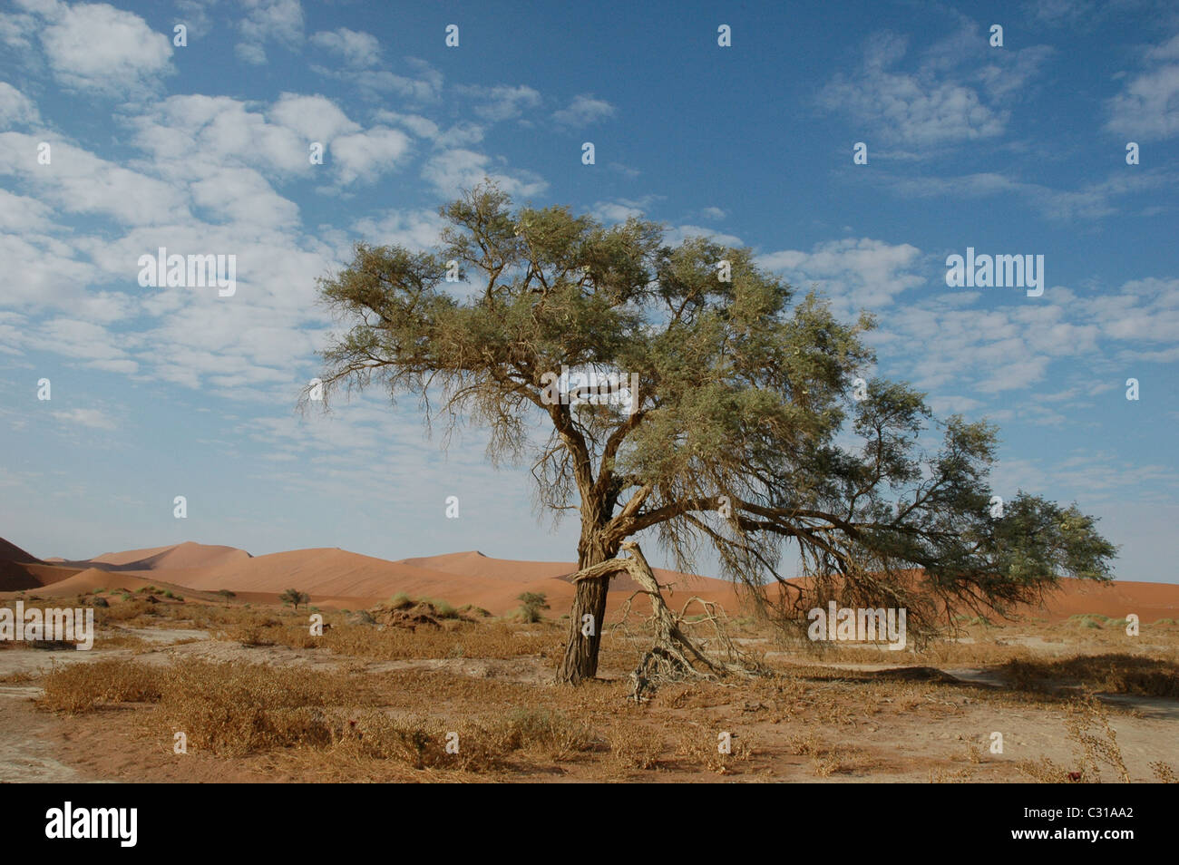 Camel thorn tree, Sossusvlei, Namibia, Africa Stock Photo - Alamy