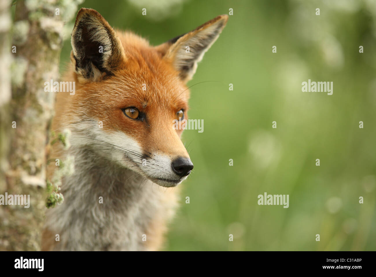 Fox looking round tree Stock Photo - Alamy