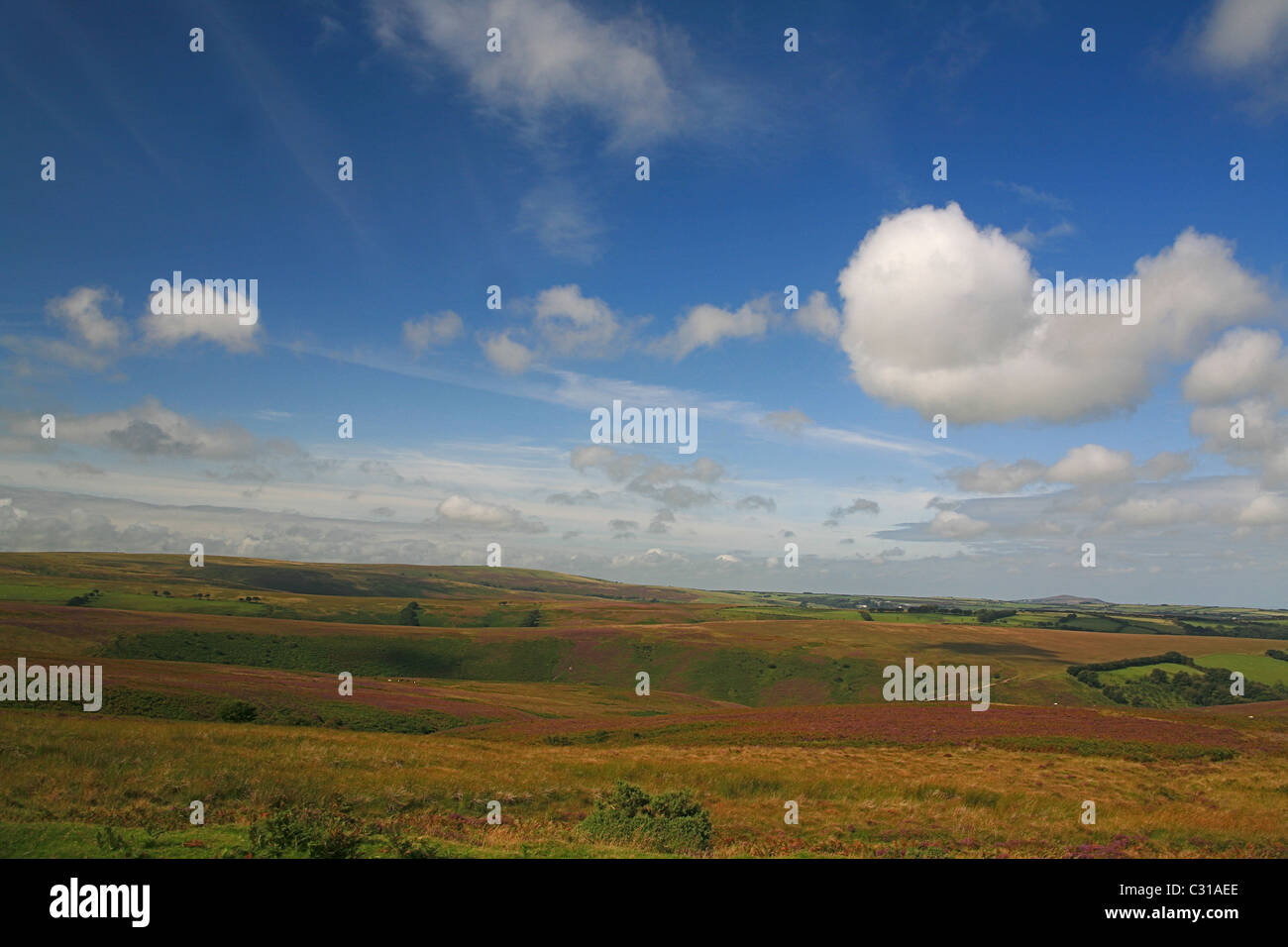 Heather moor hi-res stock photography and images - Alamy