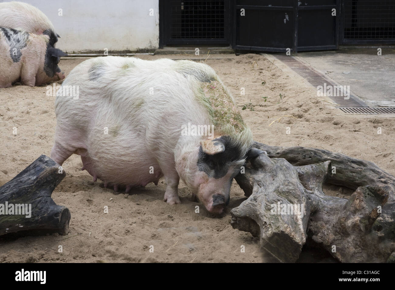 Funny pink tail big pig hi-res stock photography and images - Alamy