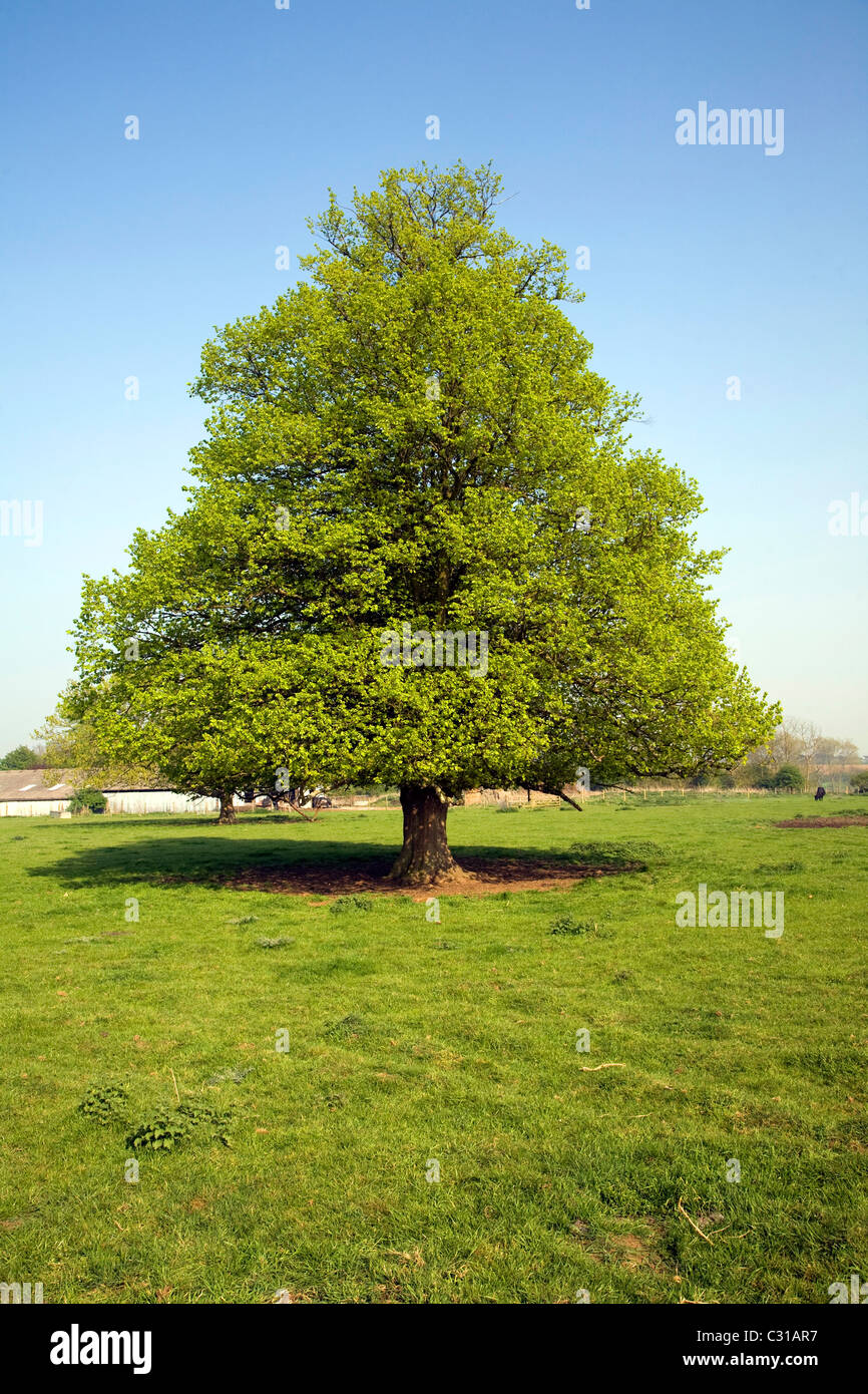 Common Lime Tree