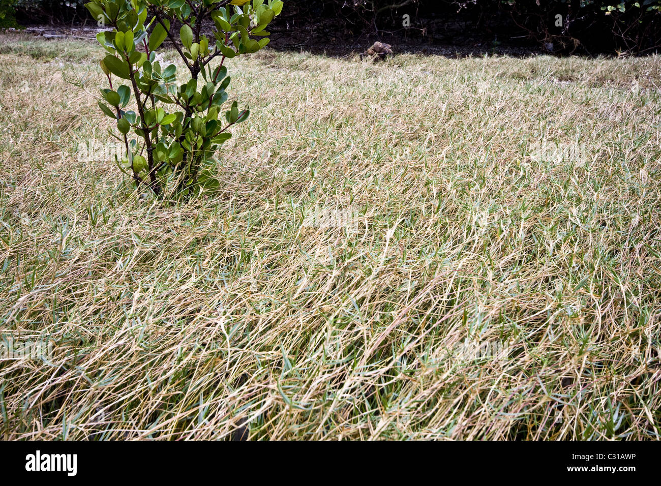 one tall tree and a lot of leaf Stock Photo - Alamy