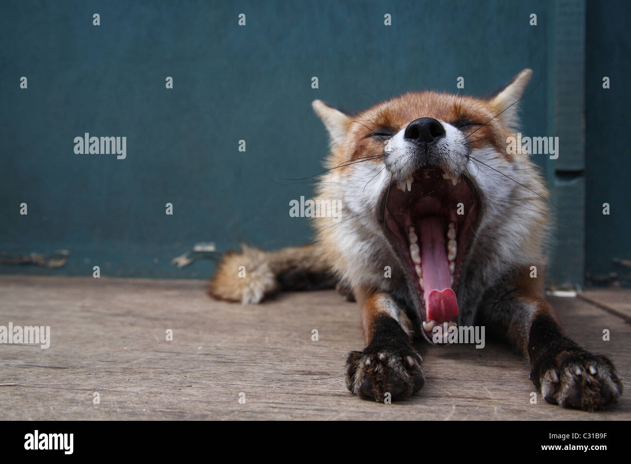 Aesop fables fox hi-res stock photography and images - Alamy