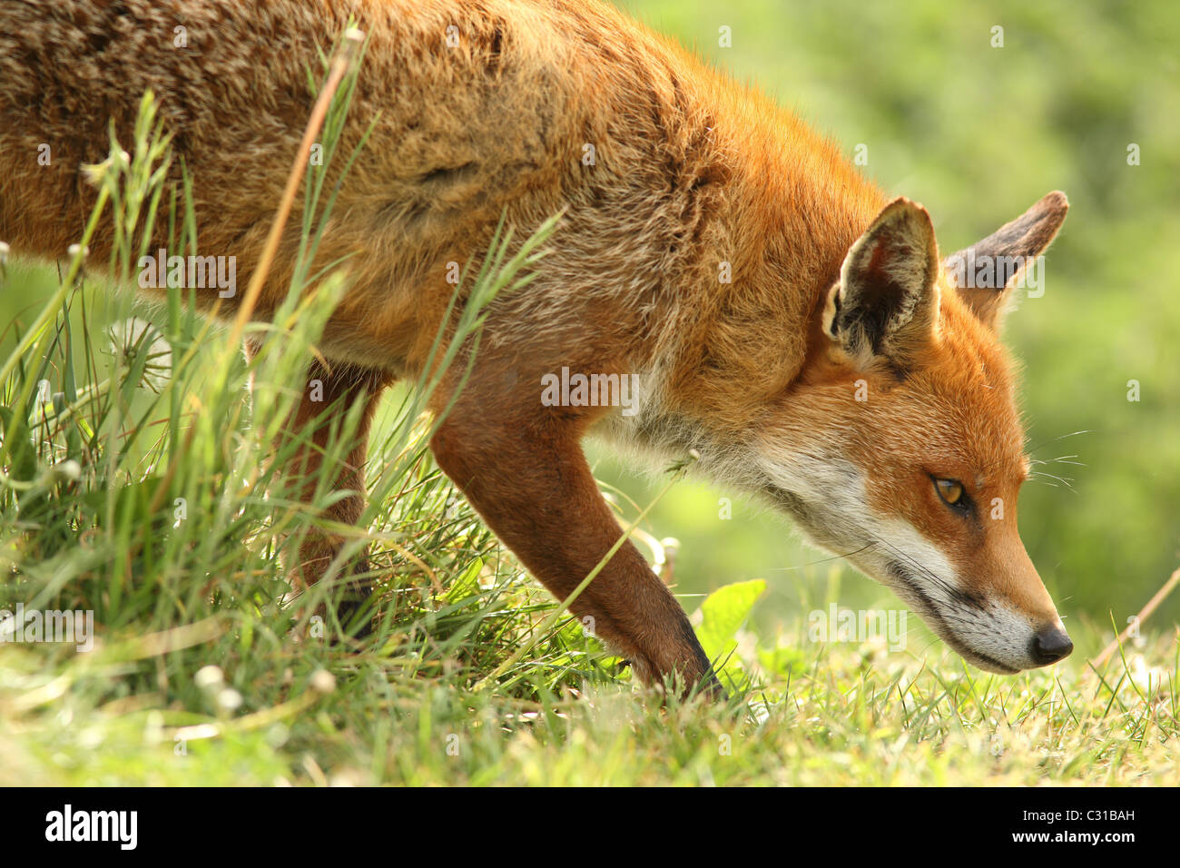 Fox sniffing hi-res stock photography and images - Alamy