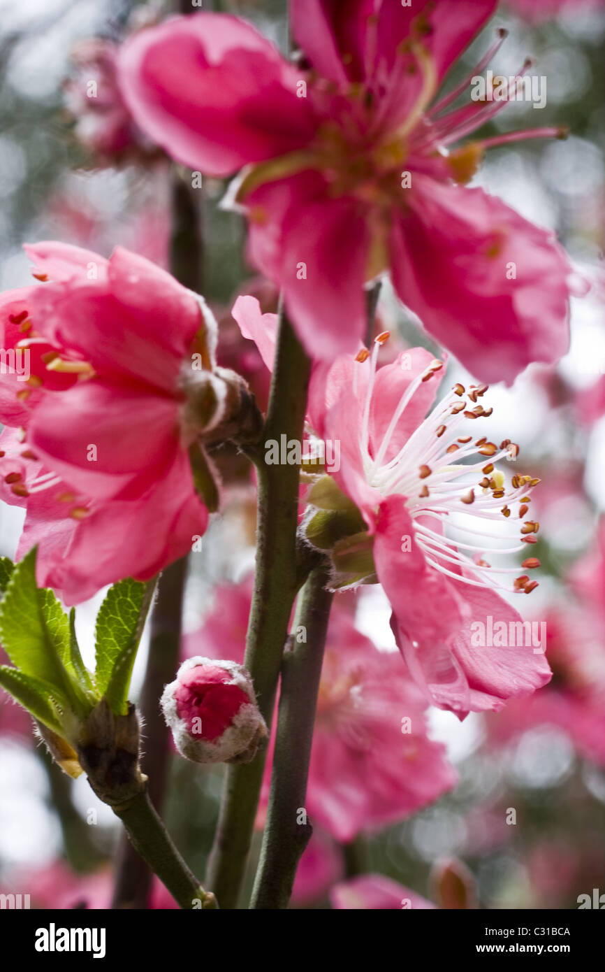Chinese wild peach hi-res stock photography and images - Alamy