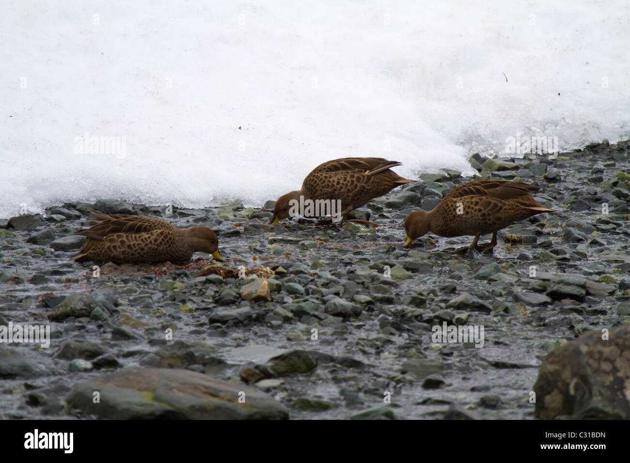 South Georgia Pin Tail Duck, Larsen Harbour, South Georgia Island Stock ...