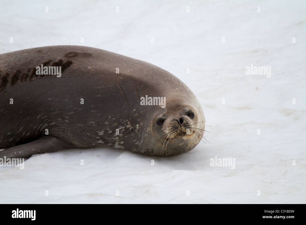 Resting Weddell Seal, Larsen Harbour, South Georgia Island Stock Photo ...