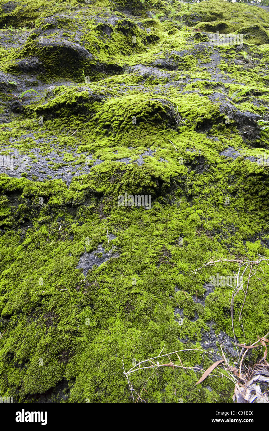 Green moss in the forest Stock Photo - Alamy
