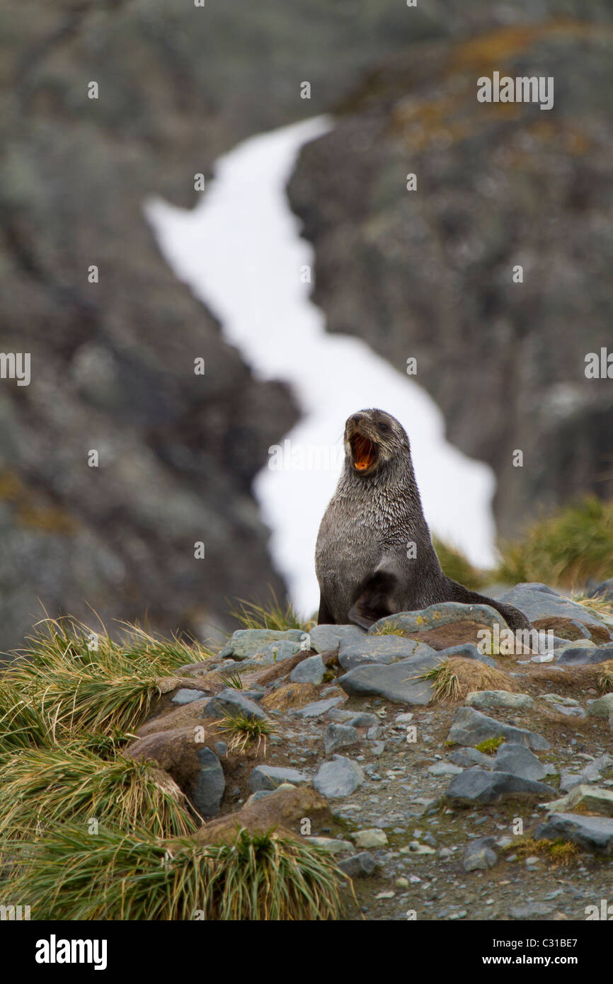 A female Antarctic Fur Seal at Larsen Harbour, South Georgia Island ...