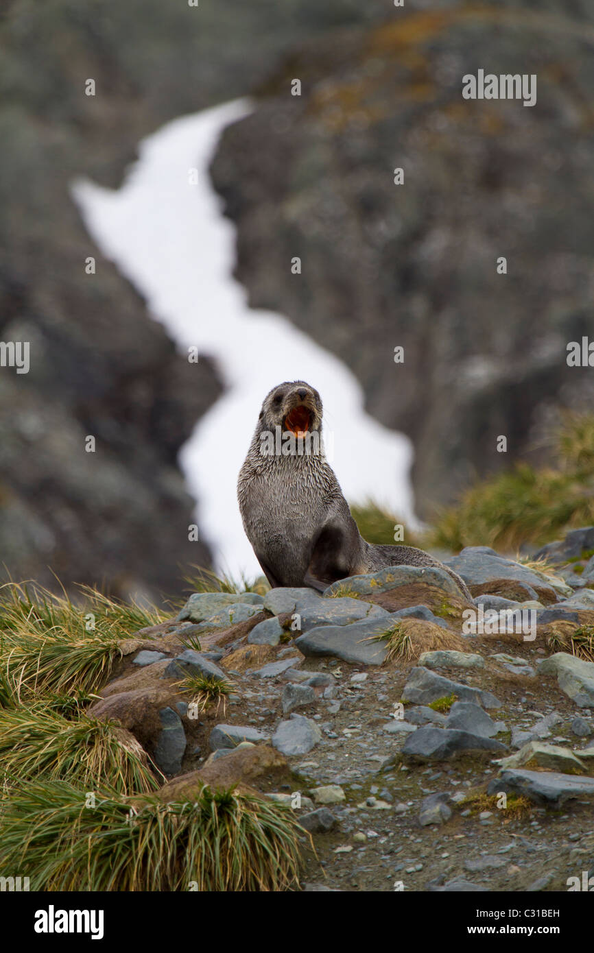 A female Antarctic Fur Seal at Larsen Harbour, South Georgia Island ...