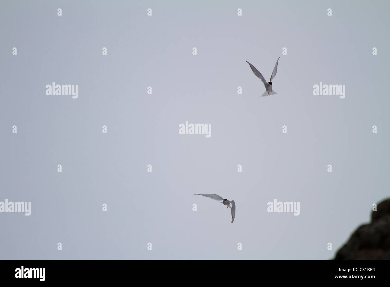 A pair of Antarctic terns in flight, Larsen Harbour, South Georgia ...