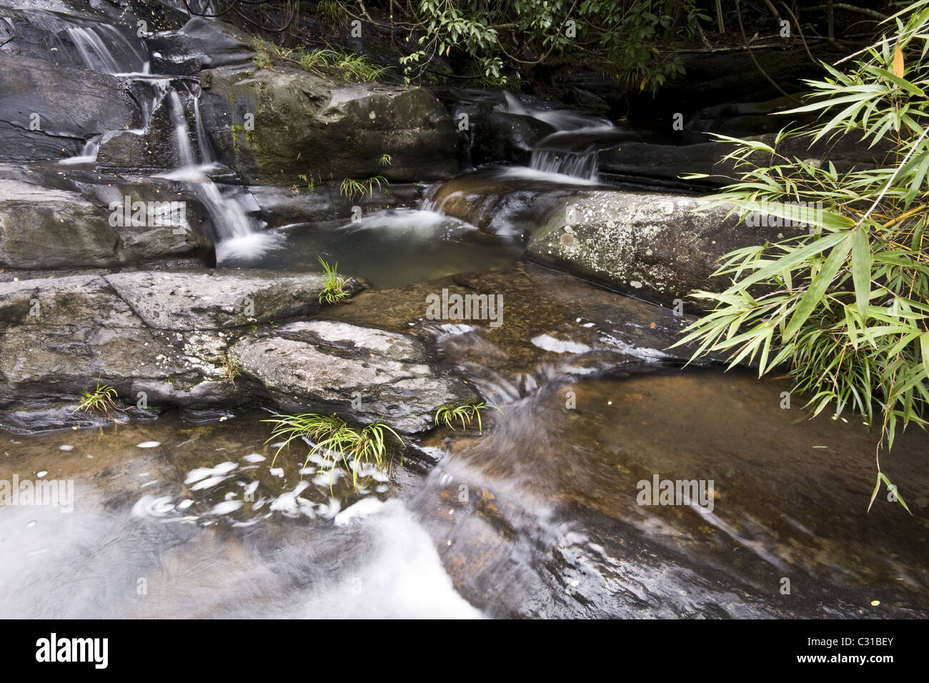 A water spring in forest Stock Photo - Alamy