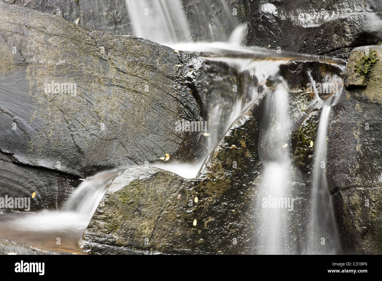 A water spring in forest Stock Photo - Alamy