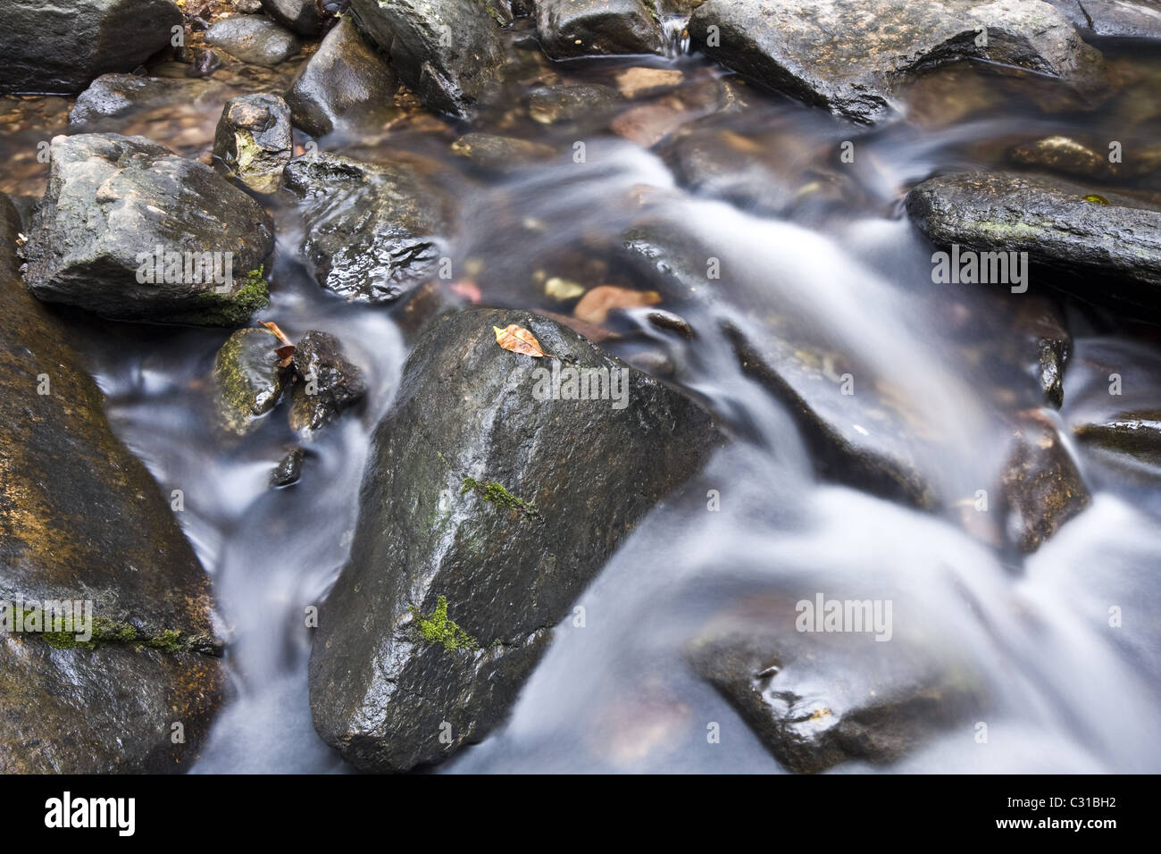 A water spring in forest Stock Photo - Alamy