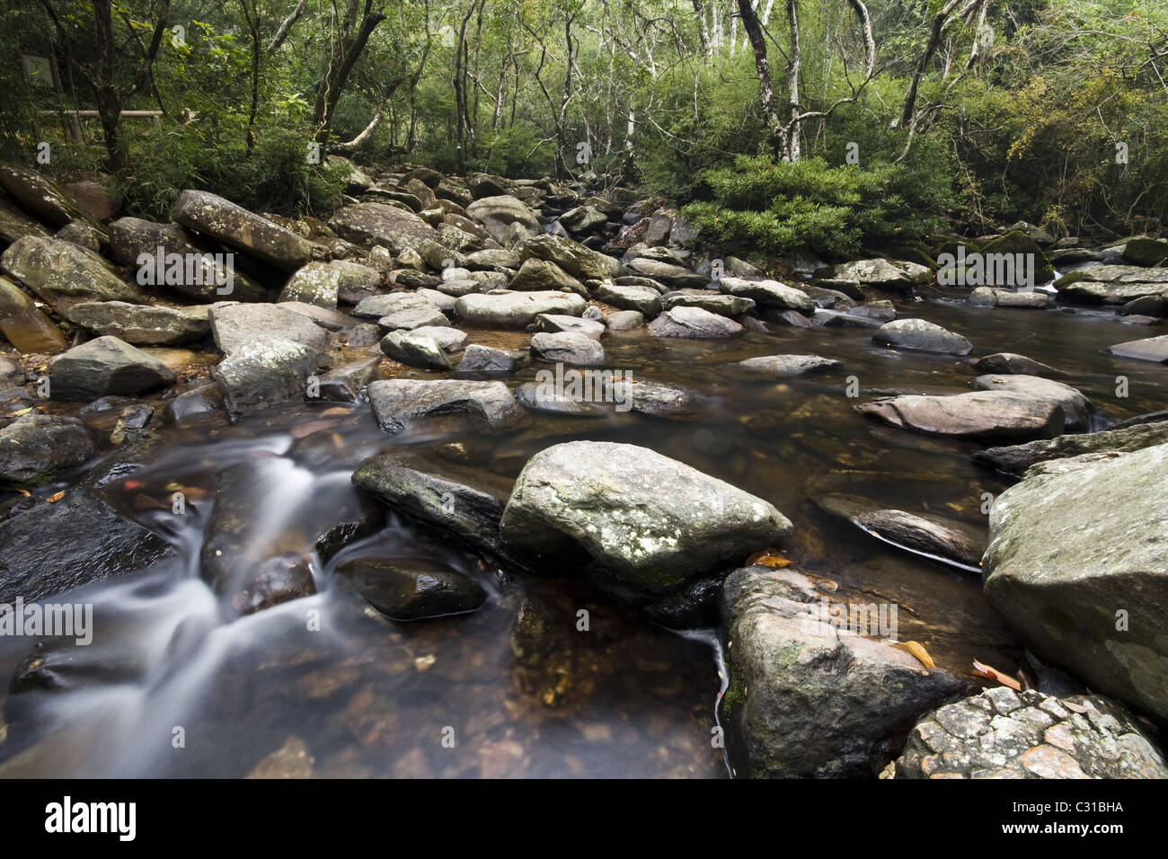 A water spring in forest Stock Photo - Alamy