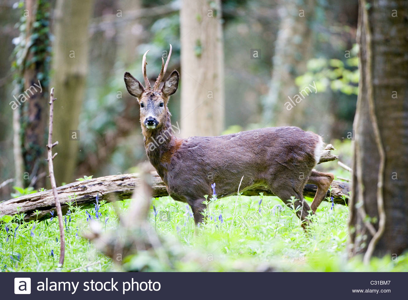 Roe Deer Uk High Resolution Stock Photography and Images - Alamy